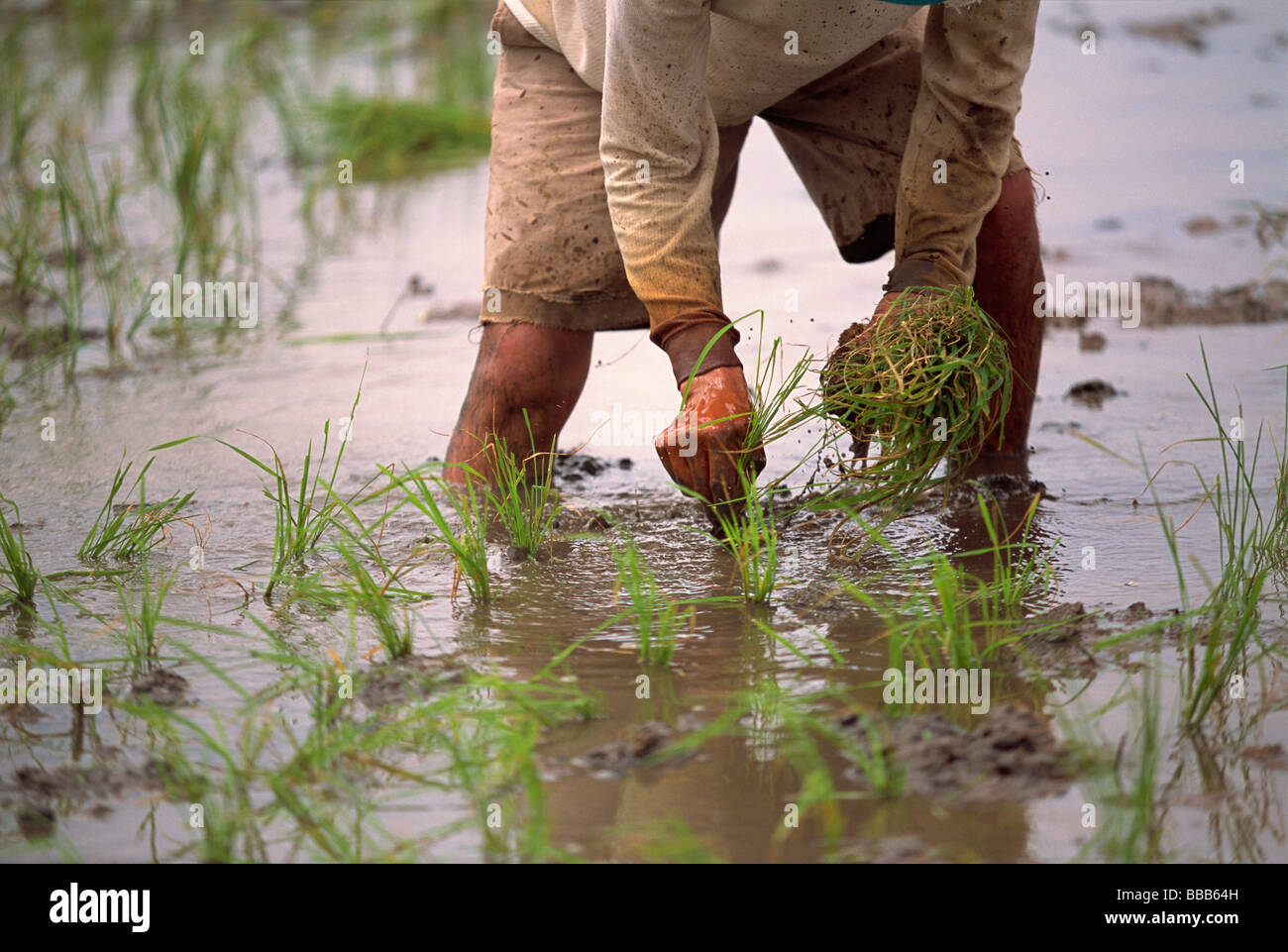 Cagayan valley hi-res stock photography and images - Alamy