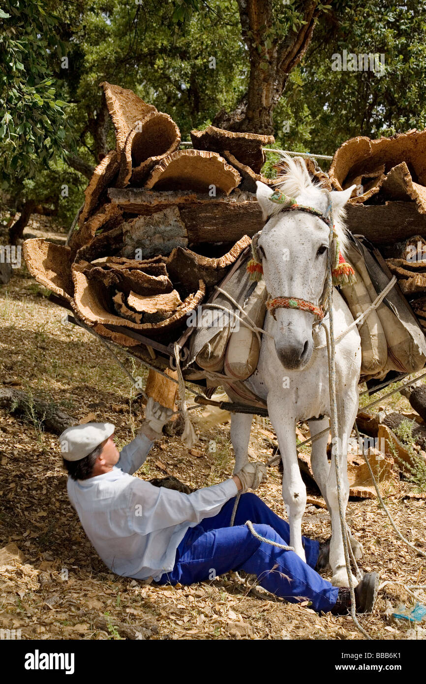 Arbol de corcho hi-res stock photography and images - Alamy