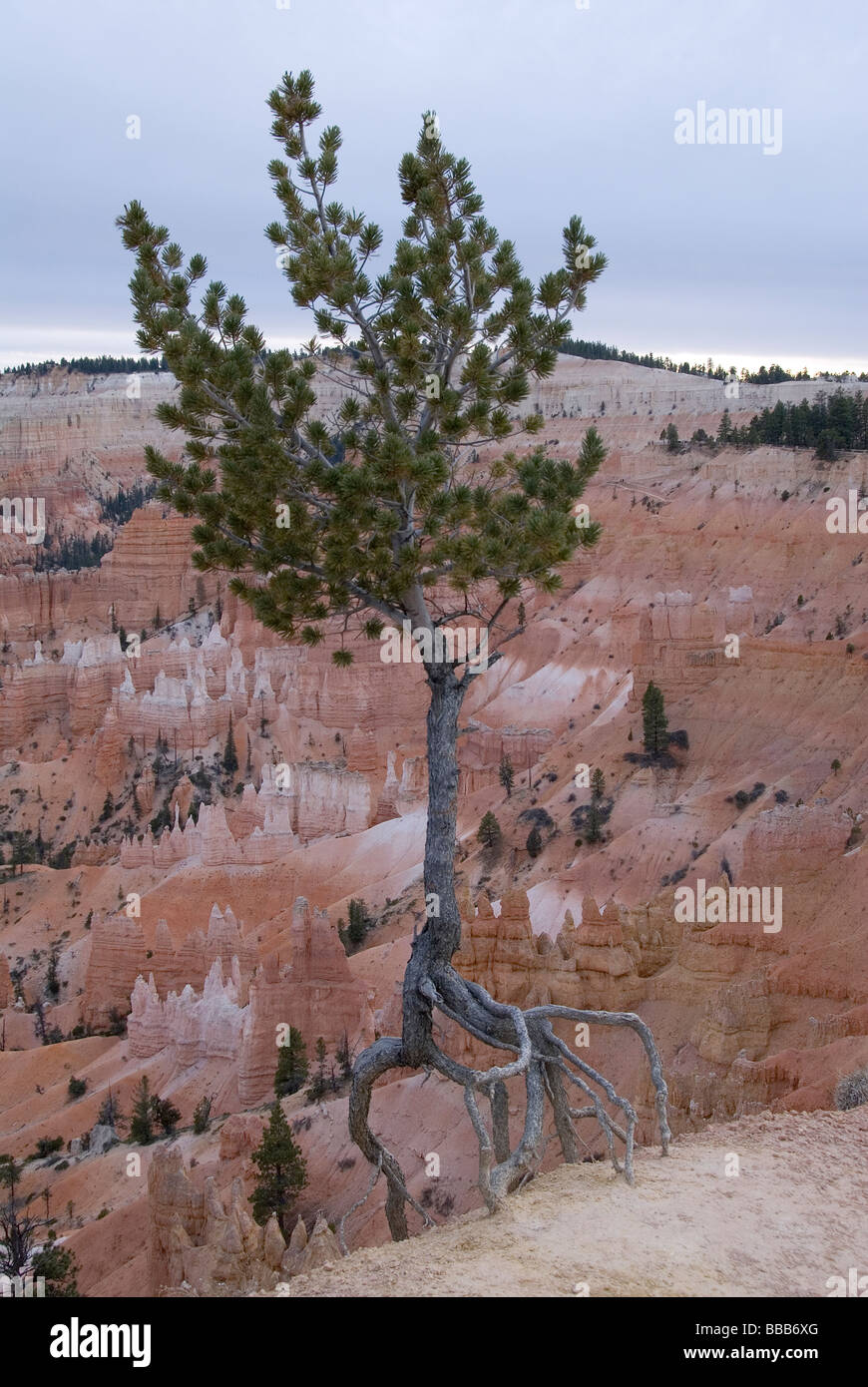 Limber Pine Pinus flexilis Sunrise Point Bryce Canyon National Park ...