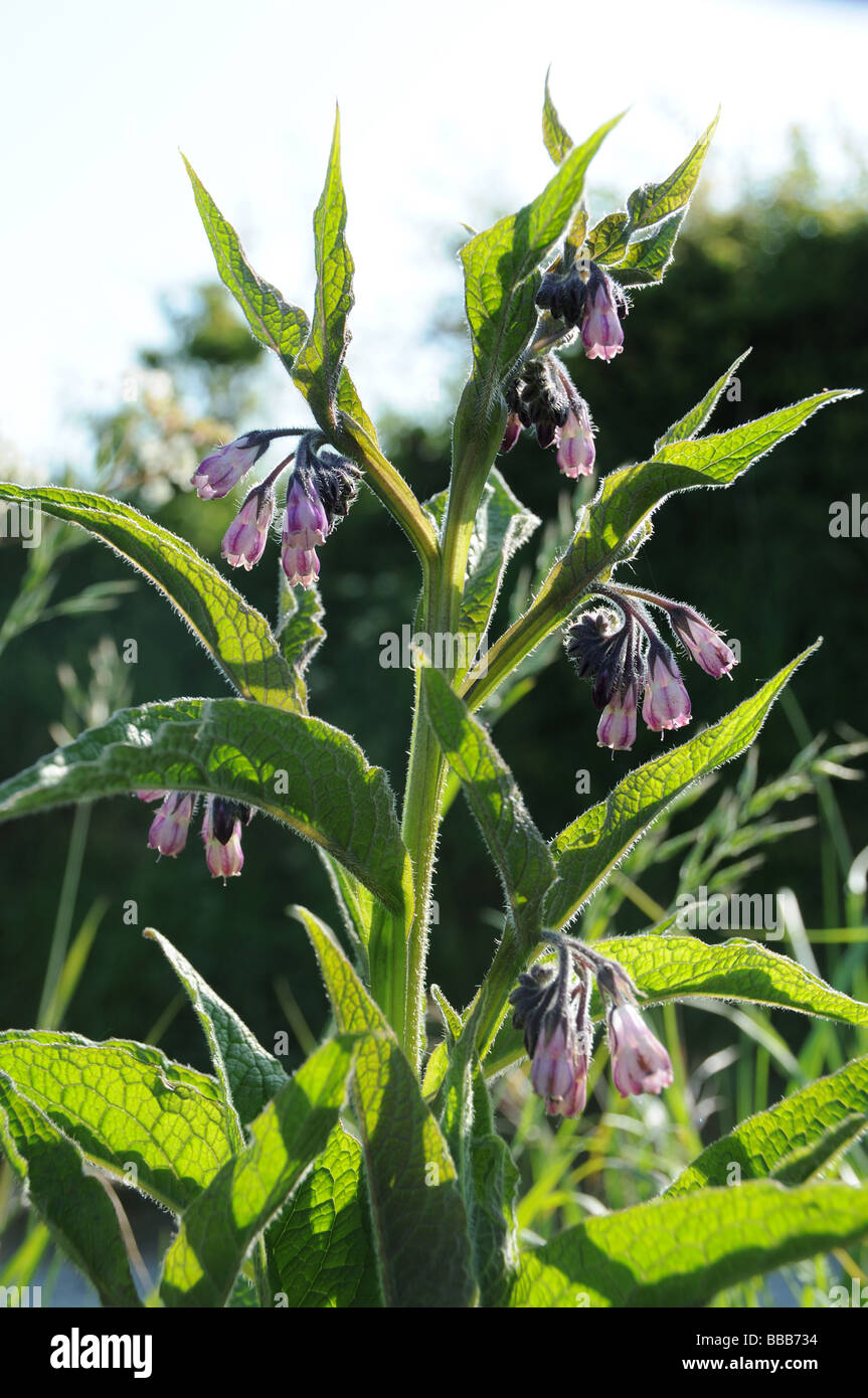 Comfrey fertiliser hi-res stock photography and images - Alamy
