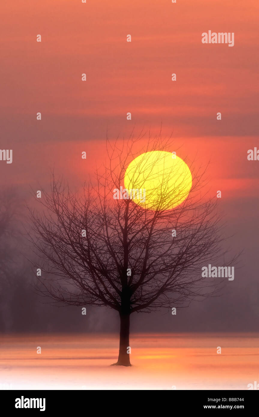 Single tree snow sun hi-res stock photography and images - Alamy