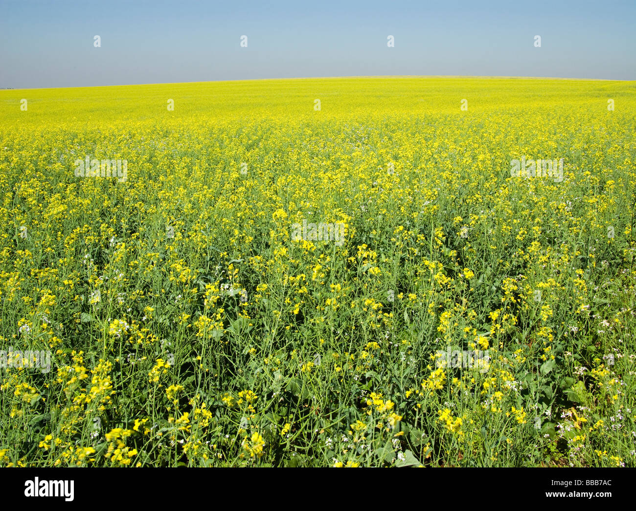 Paraguay agriculture hi-res stock photography and images - Alamy