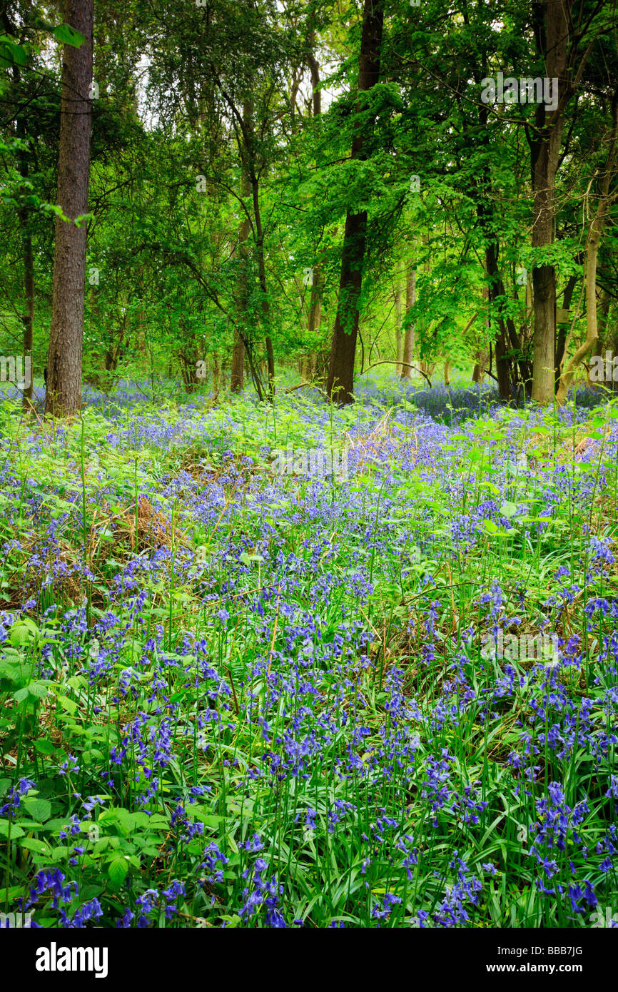 English bluebell wood in spring Stock Photo - Alamy