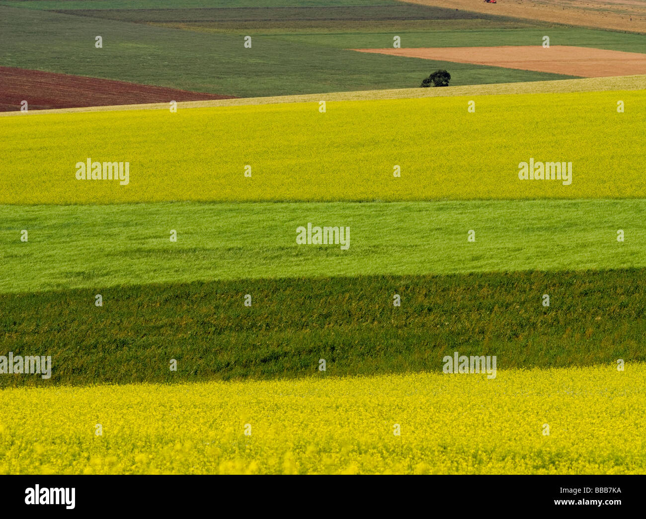 Paraguay.Soybean crop in Itapúa department Stock Photo - Alamy