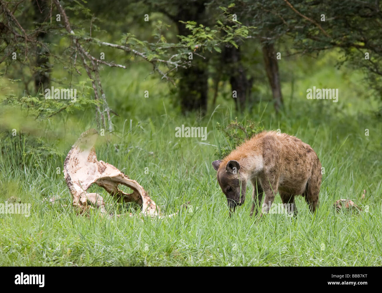 Hyena / Hyaena eating Elephant bones Stock Photo - Alamy
