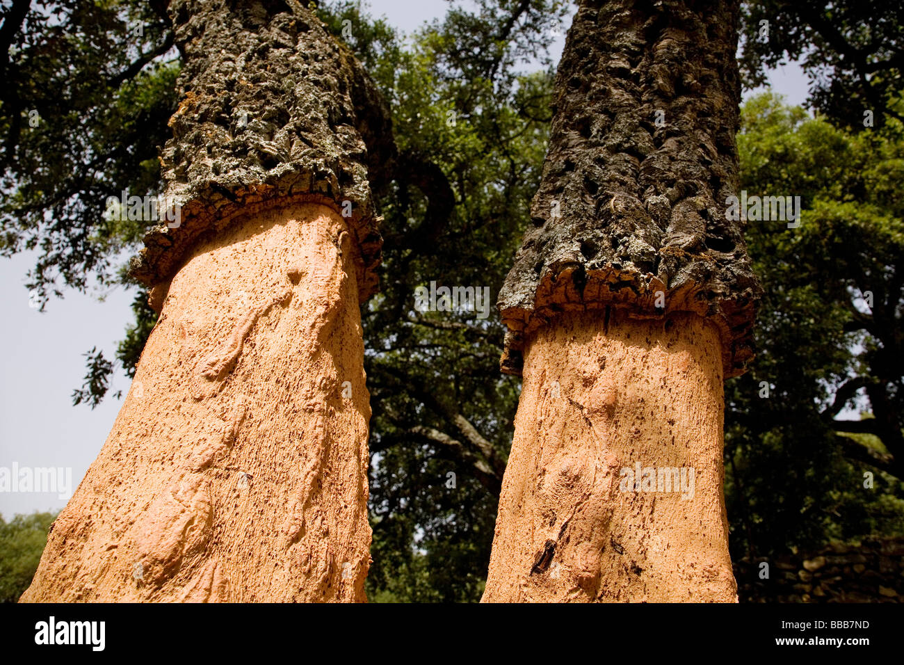 Animales de corcho hi-res stock photography and images - Alamy