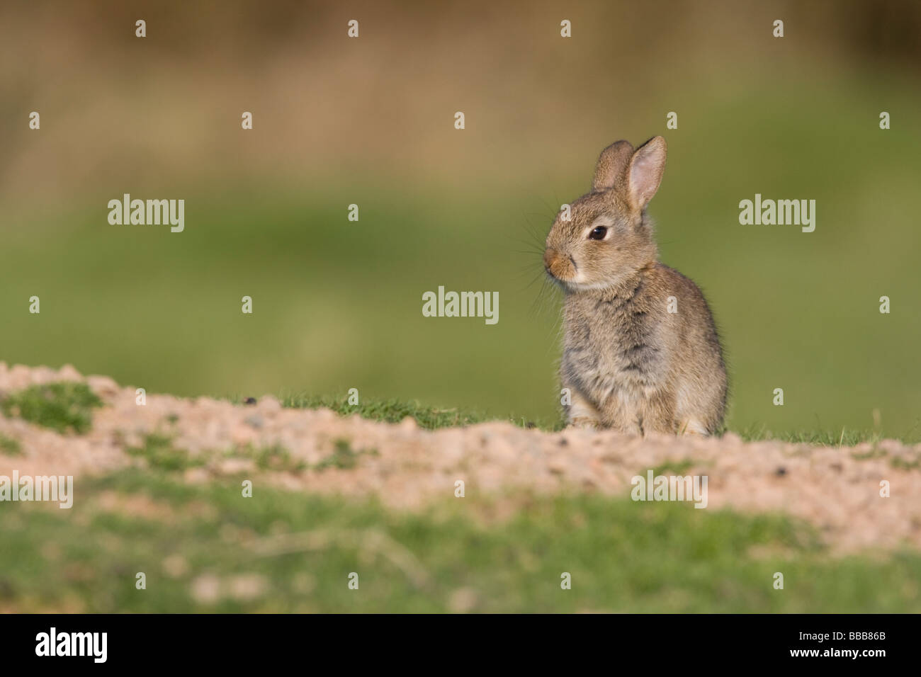 Single young kit Rabbit Oryctolagus cuniculus alert feeding on grass ...
