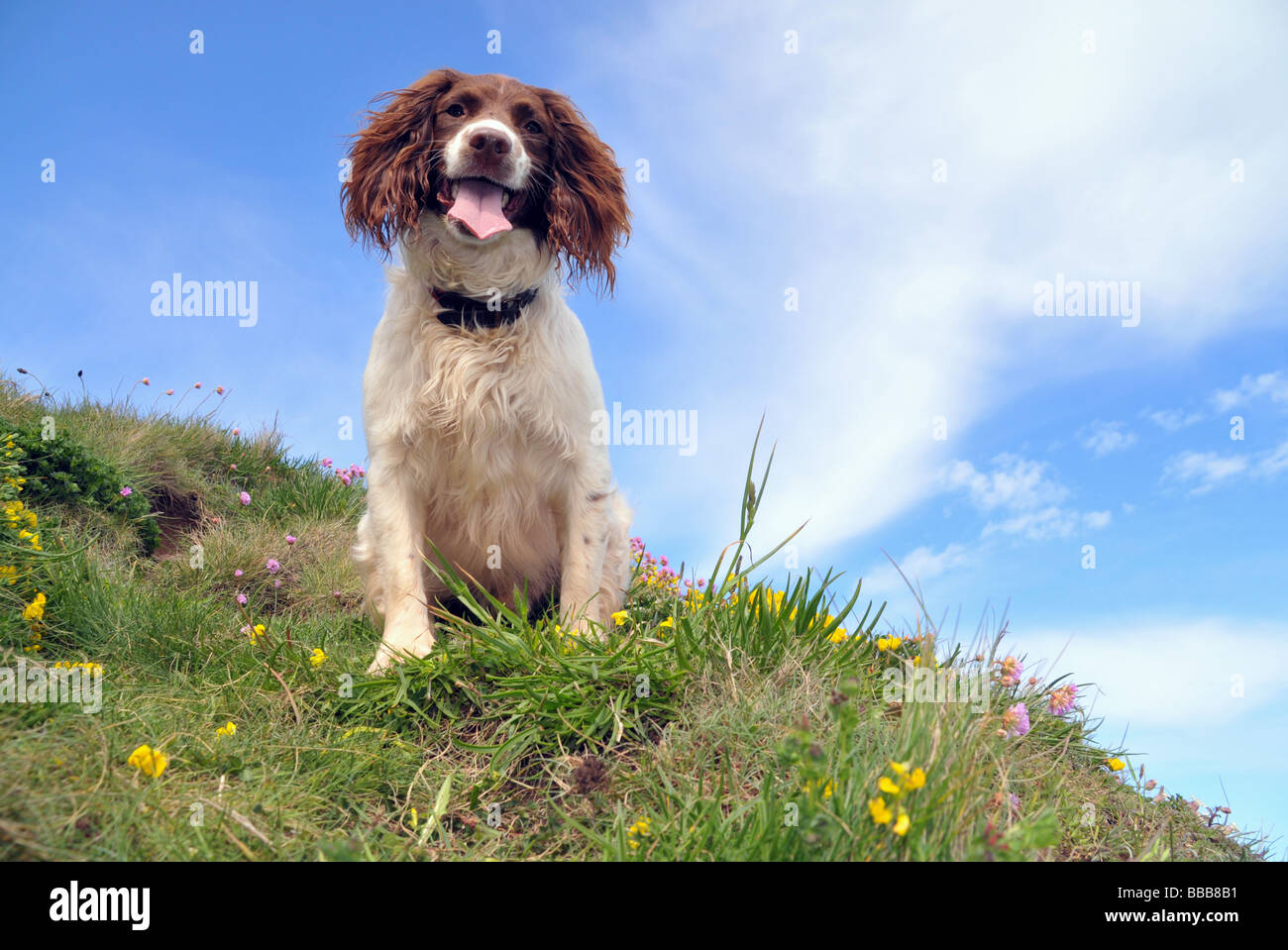 Springer spaniel sitting down hi-res stock photography and images - Alamy