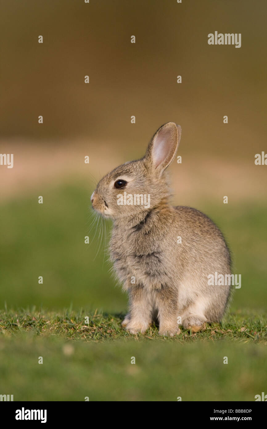 Single young kit Rabbit Oryctolagus cuniculus alert feeding on grass ...