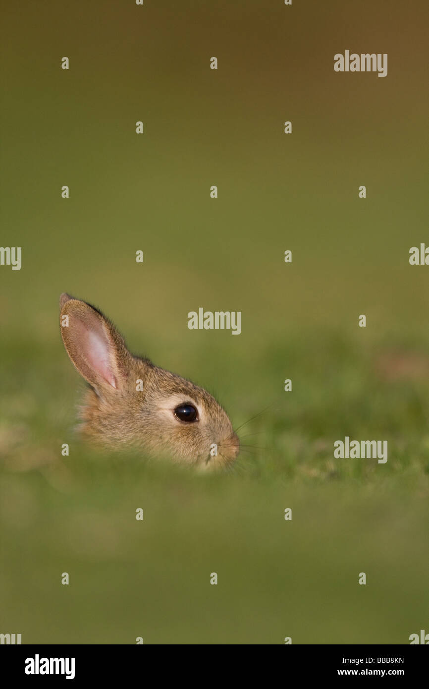 Rabbit kit hi-res stock photography and images - Alamy