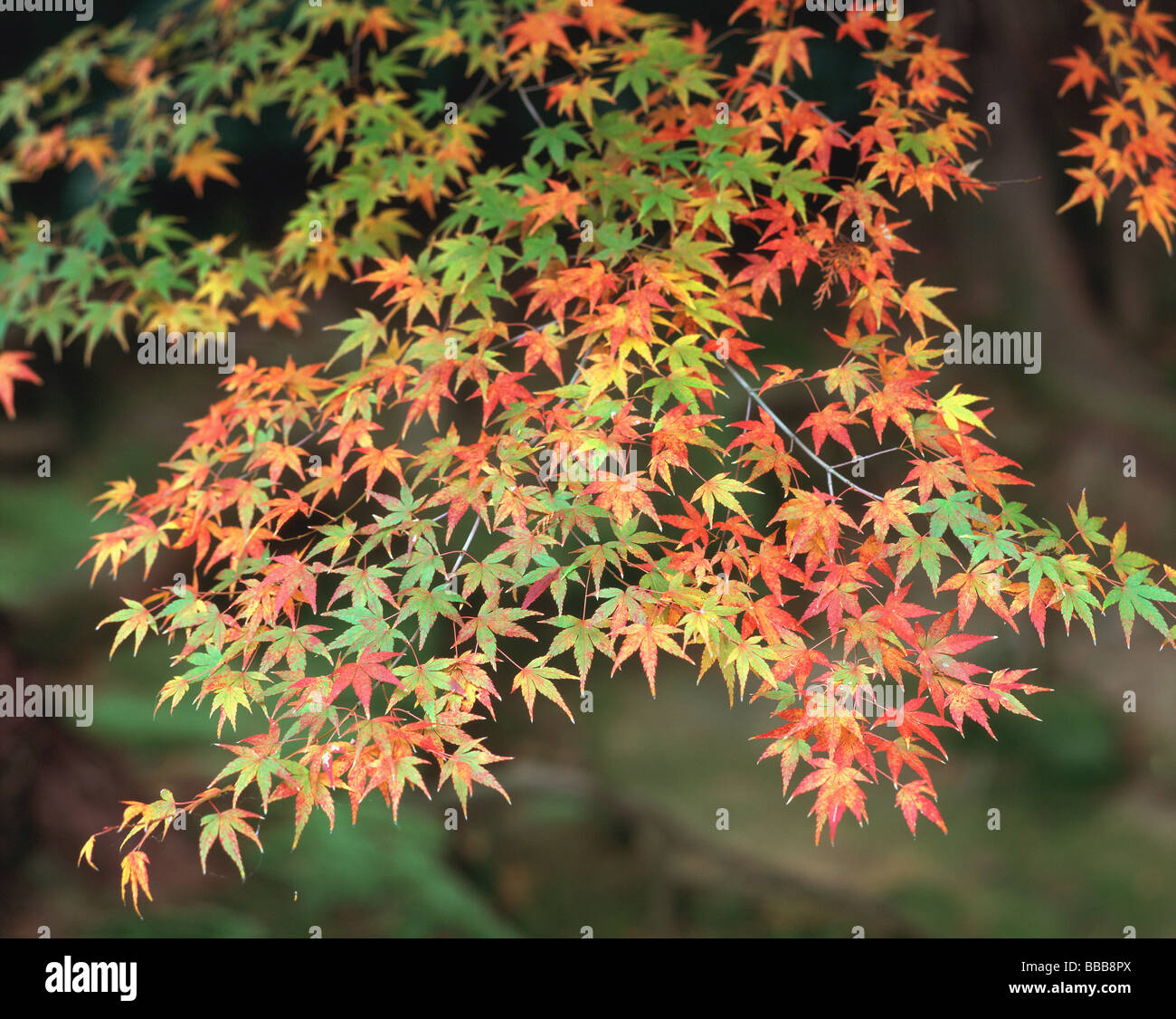 Japan, color of autumn maple Stock Photo - Alamy