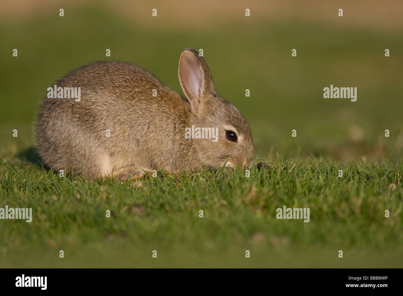 Single young kit Rabbit Oryctolagus cuniculus alert feeding on grass ...