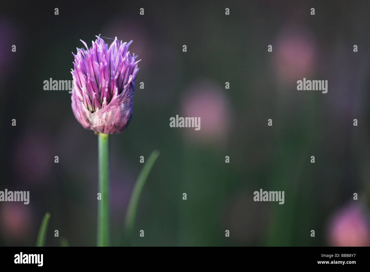 Chive head flowering Stock Photo - Alamy