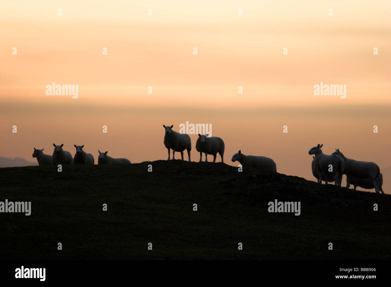 Cheviot sheep hi-res stock photography and images - Alamy