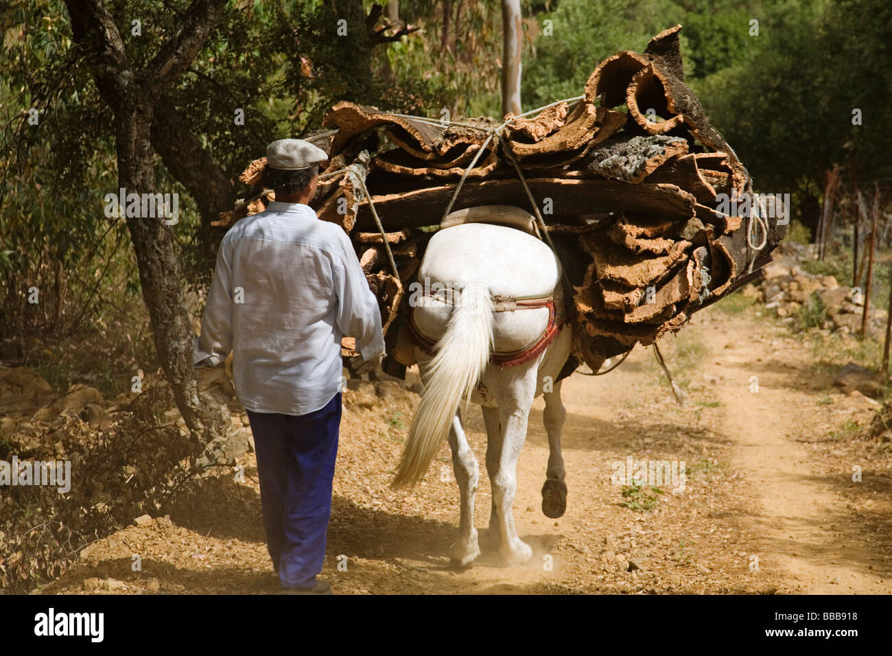 Collecting Cork in the Natural Park of the Cork Cortes de la Frontera ...