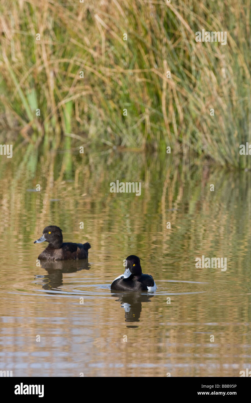 Pair of Tufted Duck Aythya fuligula feeding and preening in water ...