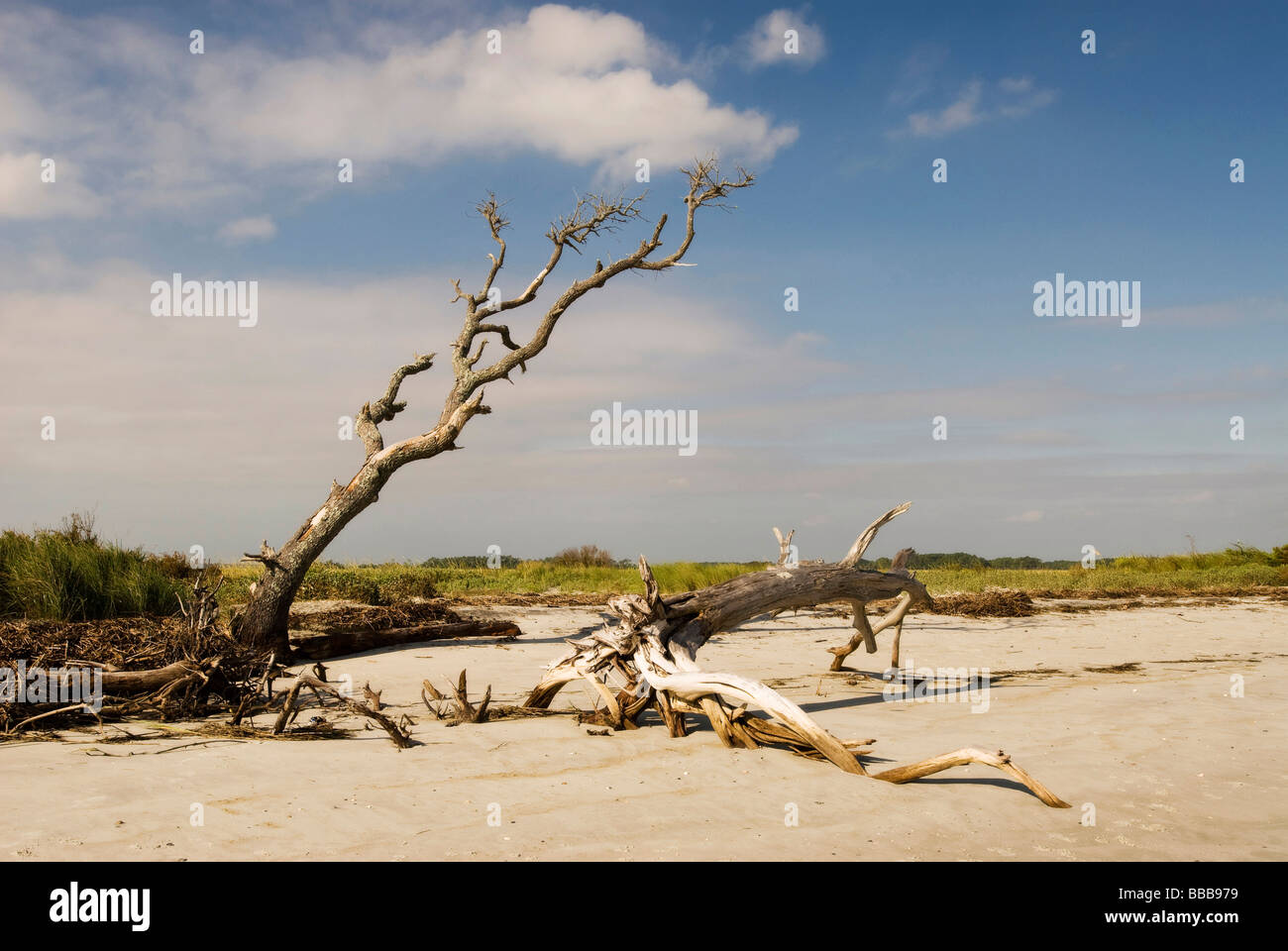 Driftwood on beach Stock Photo - Alamy
