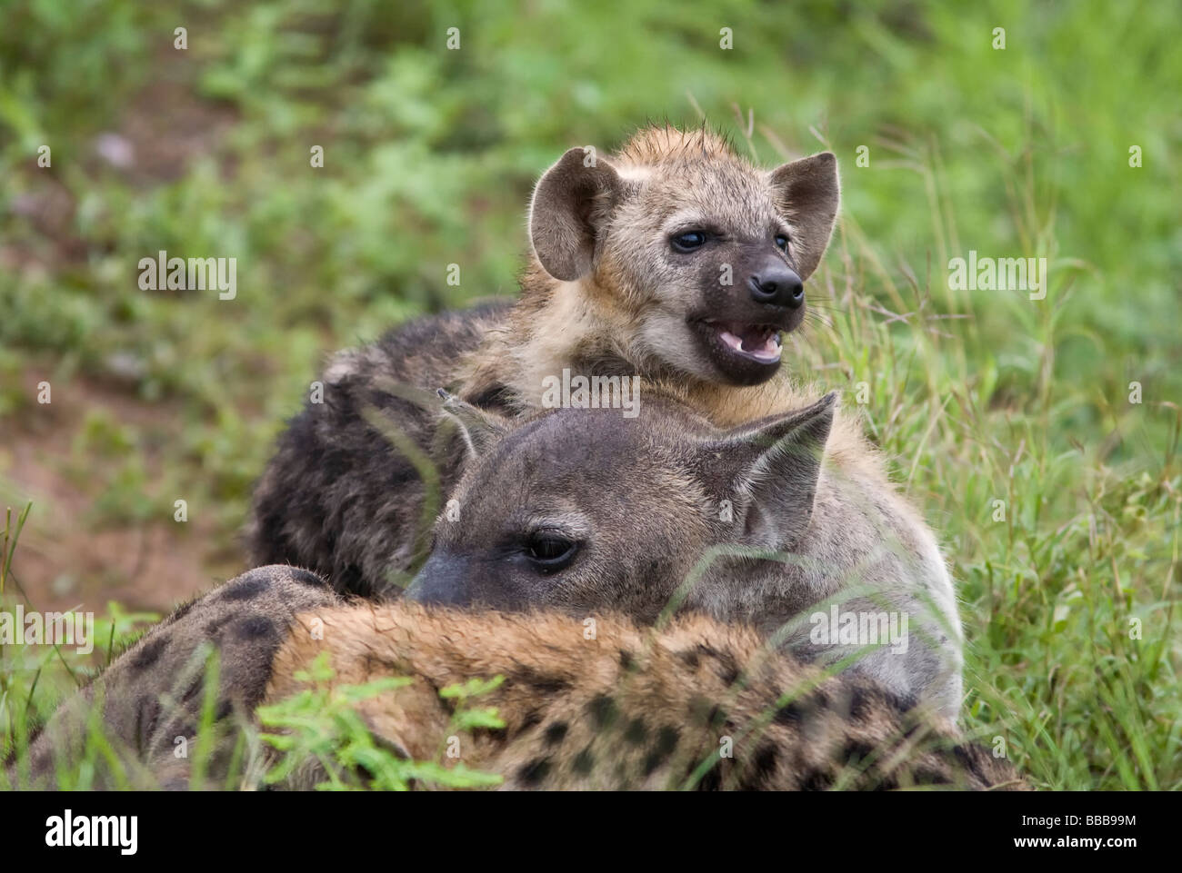 Spotted hyena crocuta crocuta snarling hi-res stock photography and ...