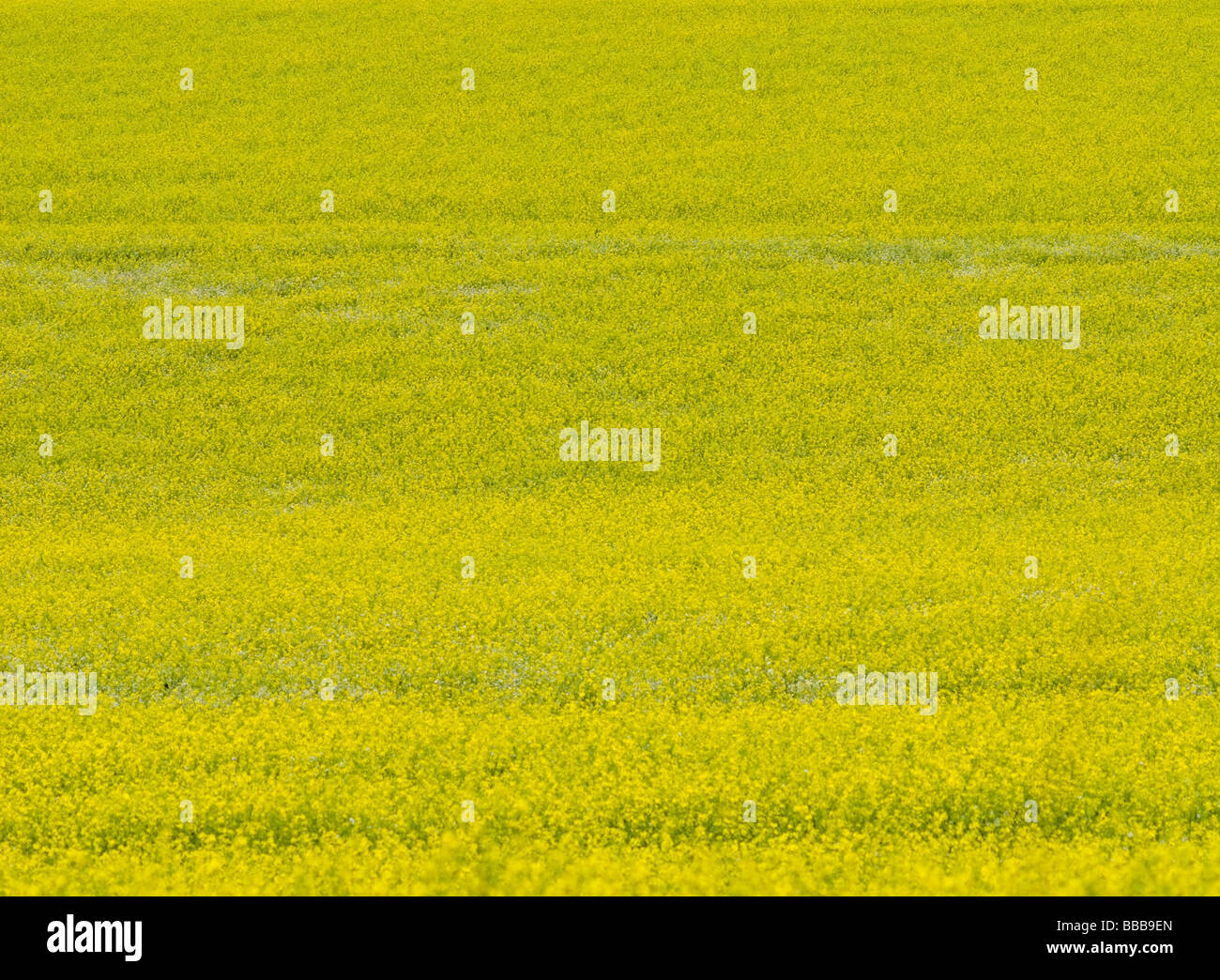 Soybean farming and paraguay hi-res stock photography and images - Alamy