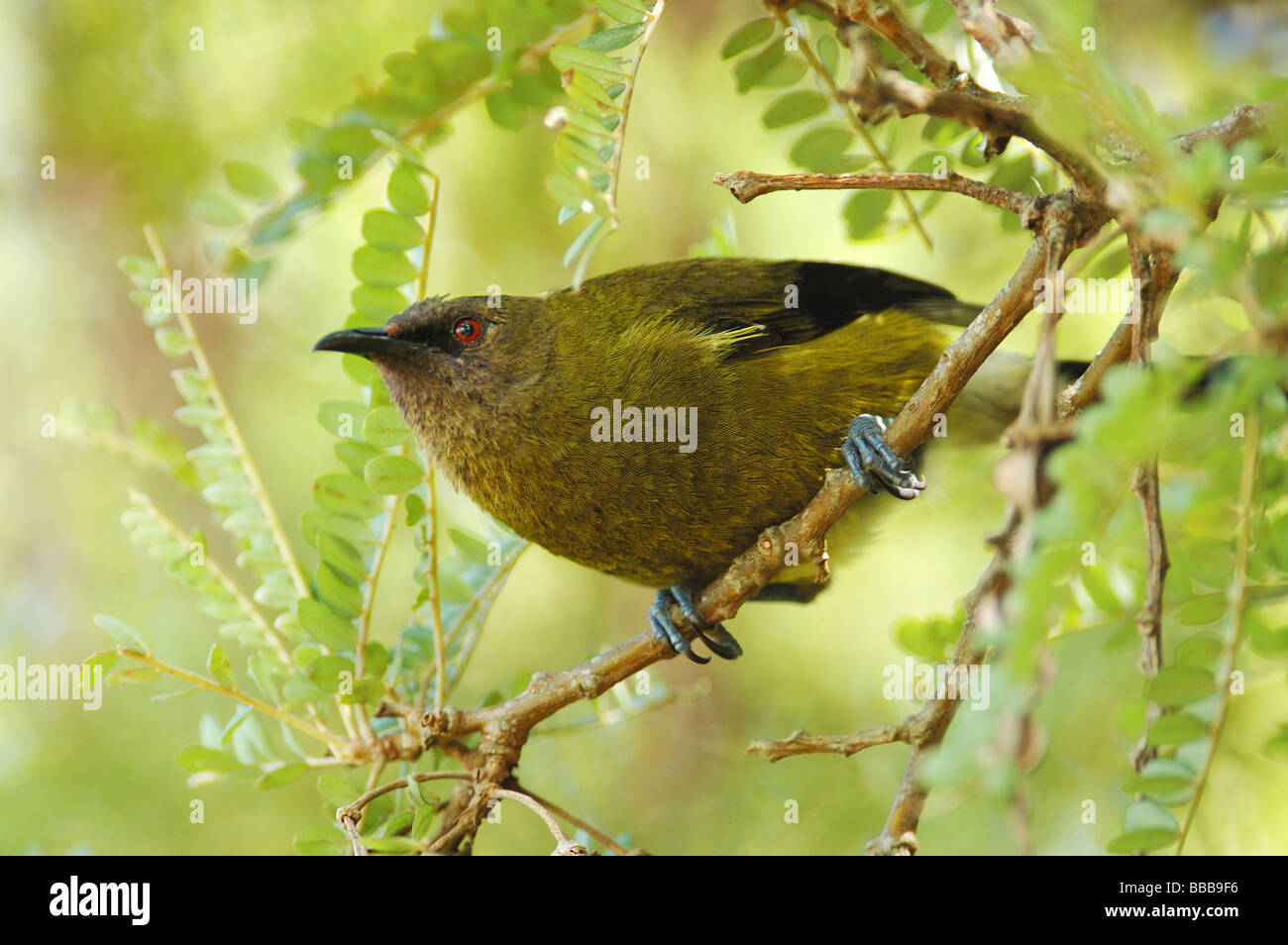 Tiri new zealand hi-res stock photography and images - Alamy