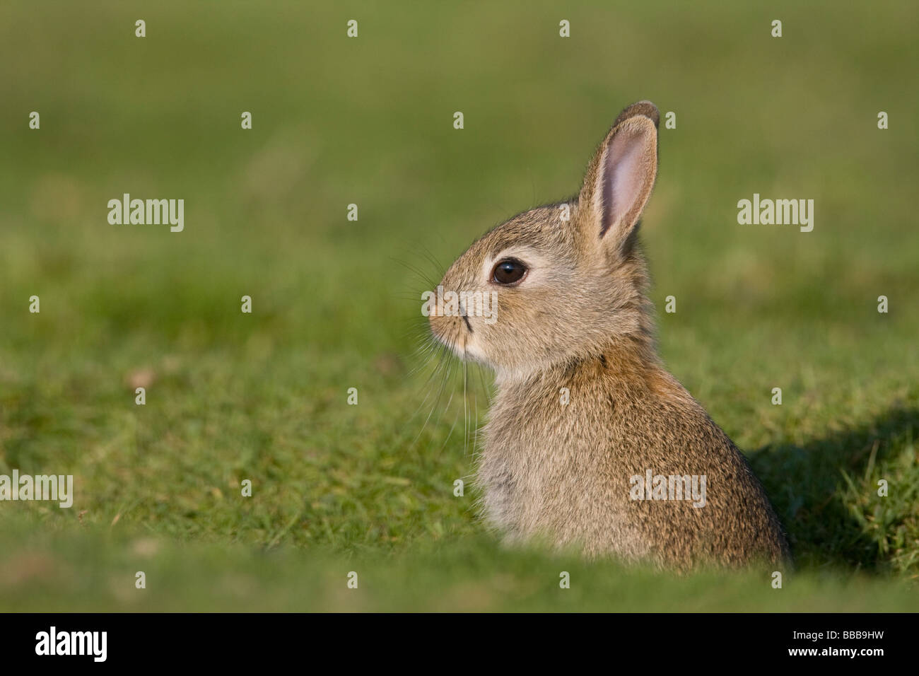 Single young kit Rabbit Oryctolagus cuniculus alert feeding on grass ...