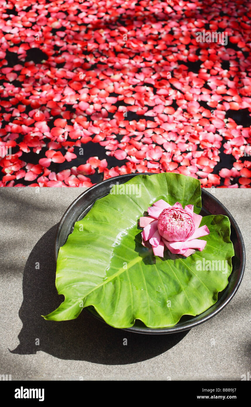 Filled flower hi-res stock photography and images - Alamy