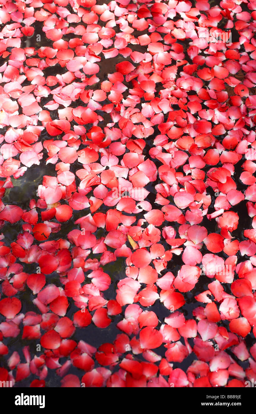 Flowers floating on water Stock Photo - Alamy