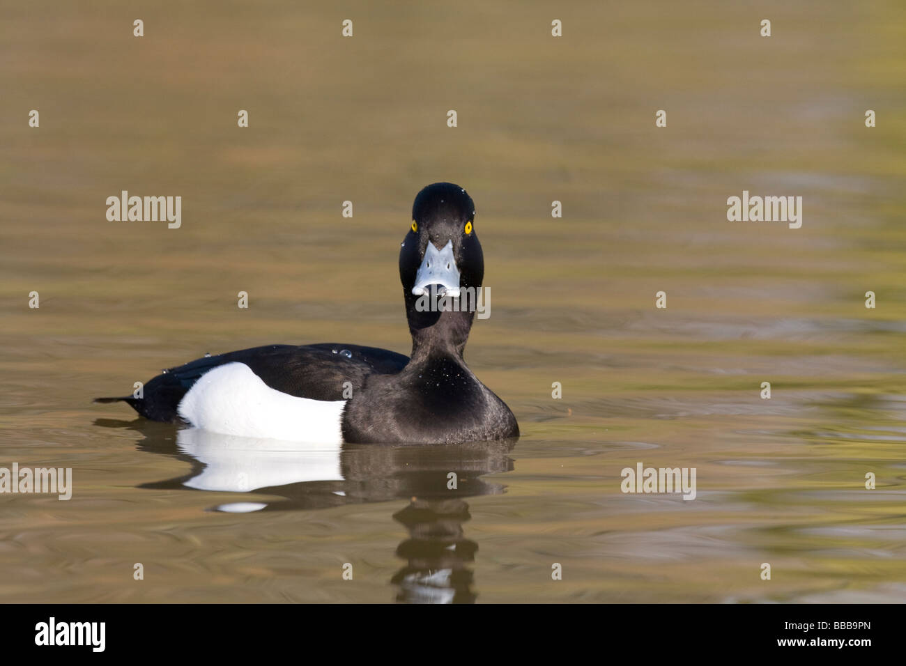 Tufted duck sitting hi-res stock photography and images - Alamy