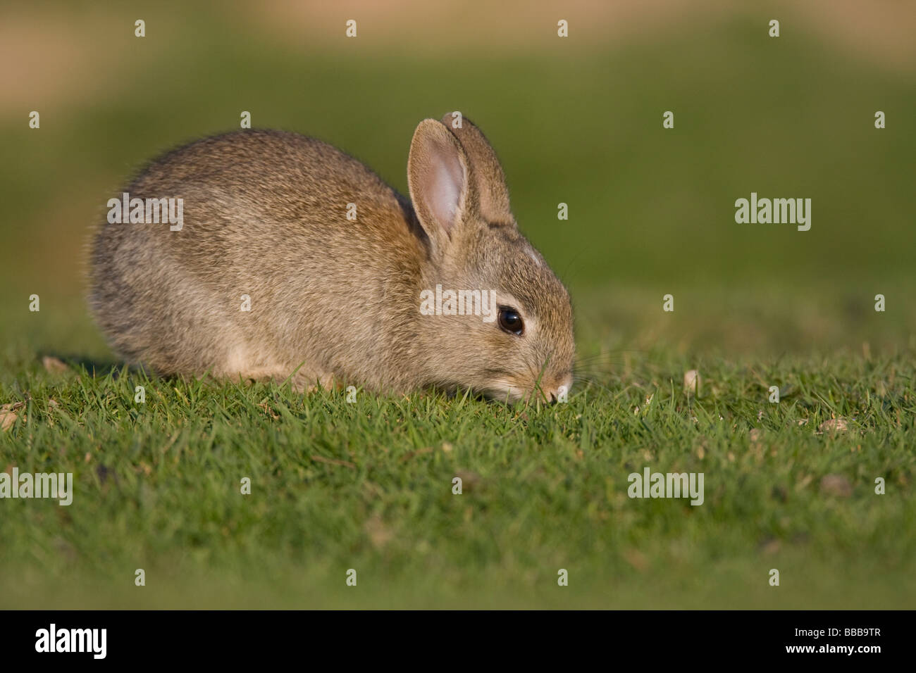 Single young kit Rabbit Oryctolagus cuniculus alert feeding on grass ...