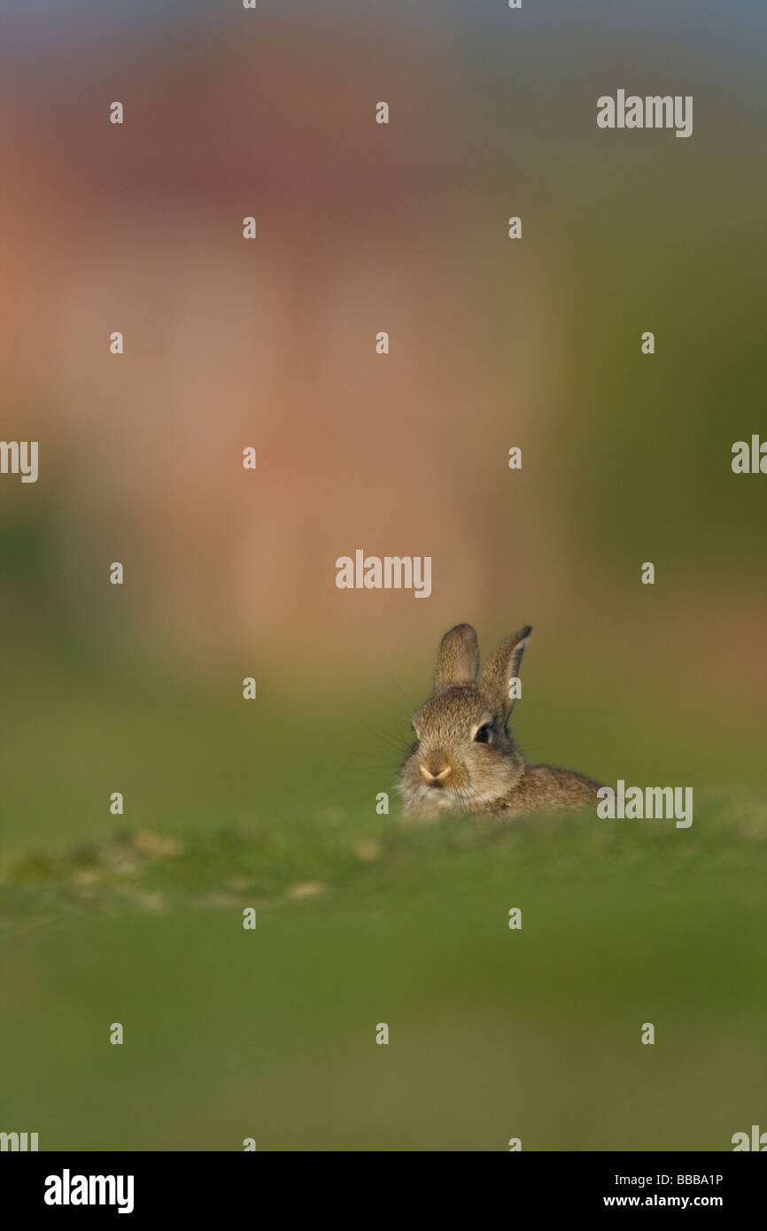 Single young kit Rabbit Oryctolagus cuniculus alert feeding on grass ...
