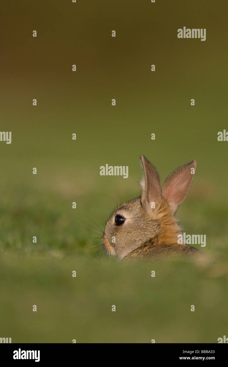 Single young kit Rabbit Oryctolagus cuniculus alert feeding on grass ...