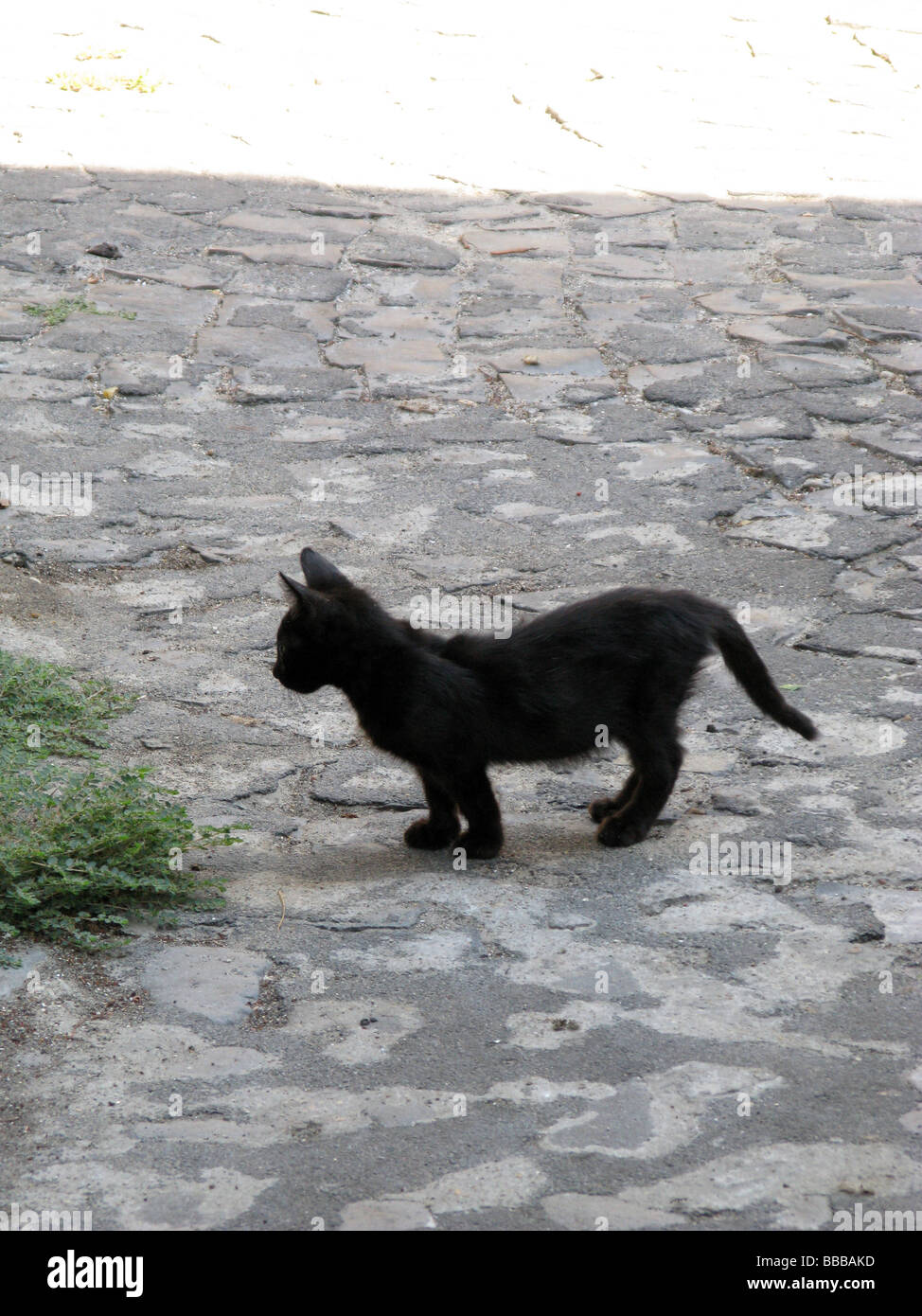 one black kitten street in city town Stock Photo - Alamy