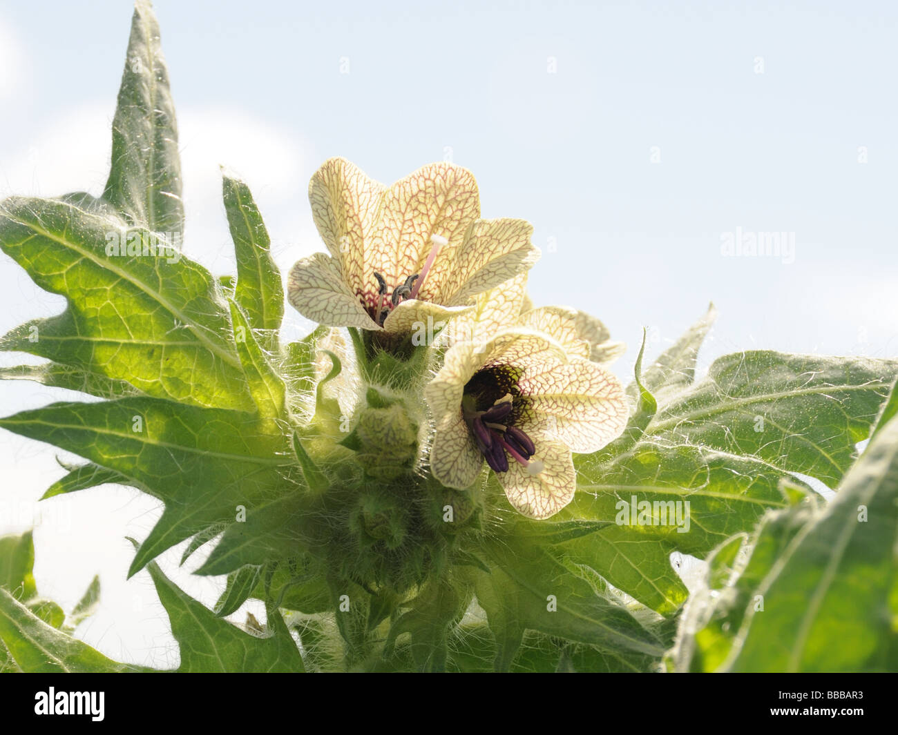 Henbane hi-res stock photography and images - Alamy