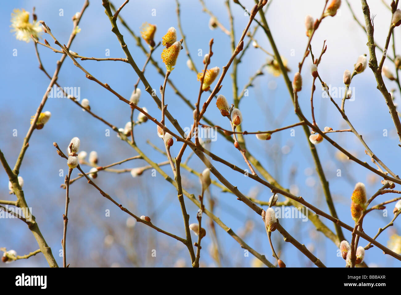 New Buds in Spring Stock Photo - Alamy