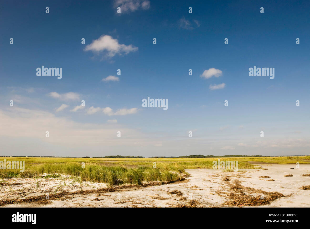 beach marsh in south carolina Stock Photo - Alamy