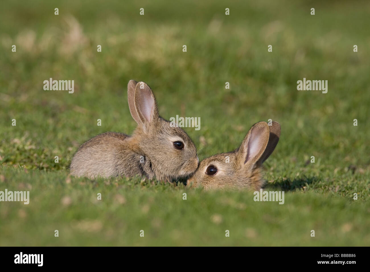 Pair of young kit Rabbit Oryctolagus cuniculus sitting in burrow ...