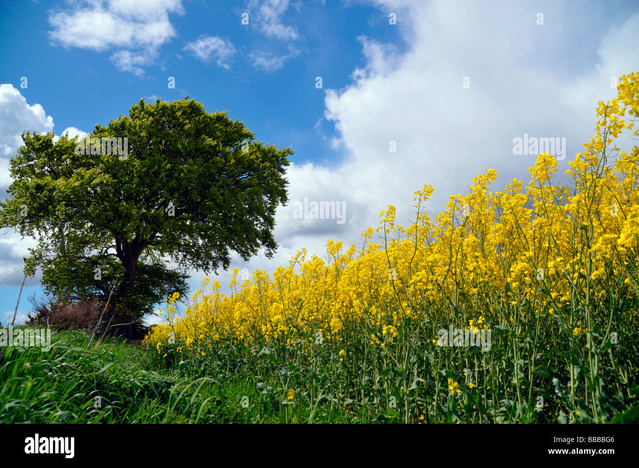Rapeseed hi-res stock photography and images - Alamy