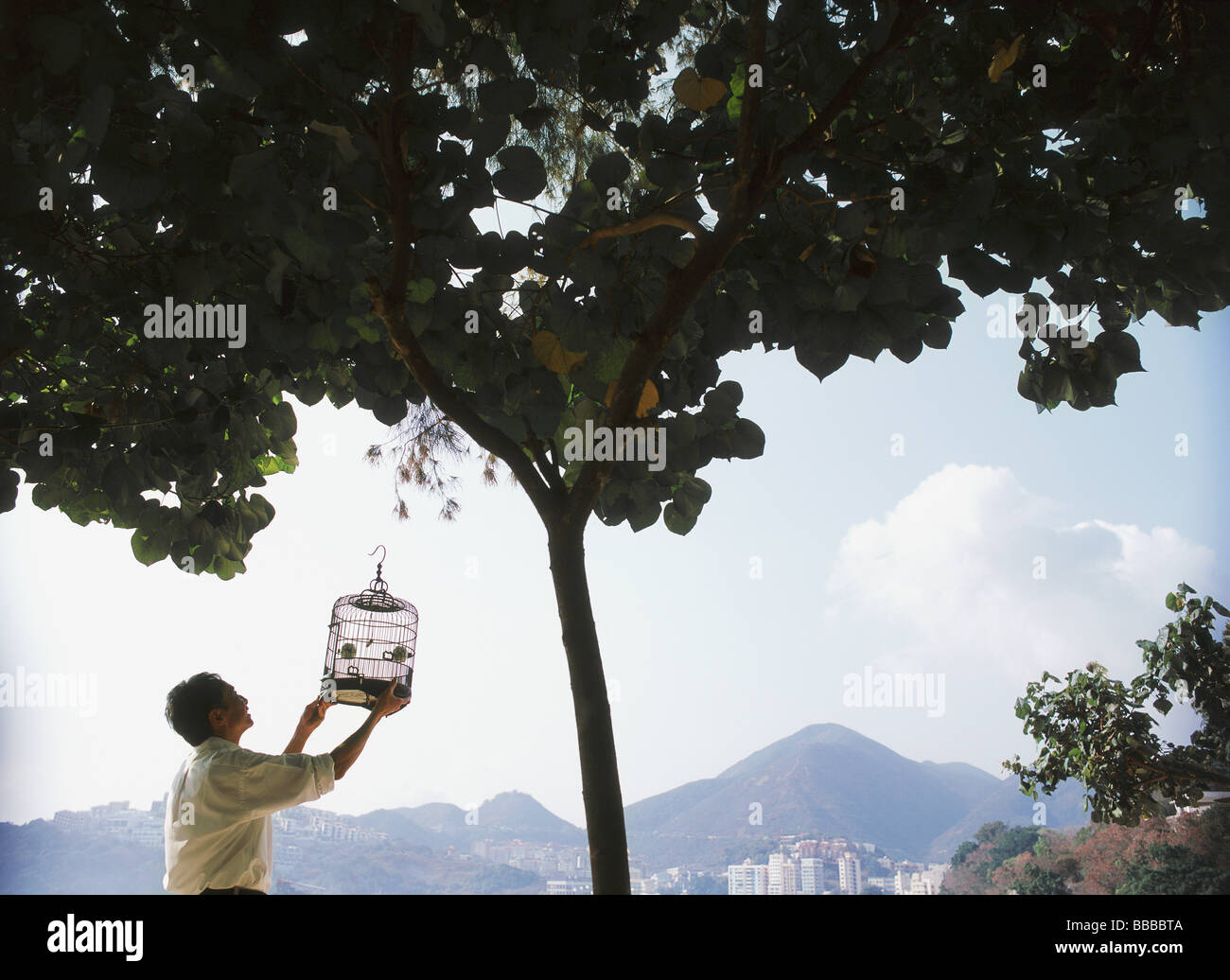 Man hanging birdcage on tree Stock Photo - Alamy