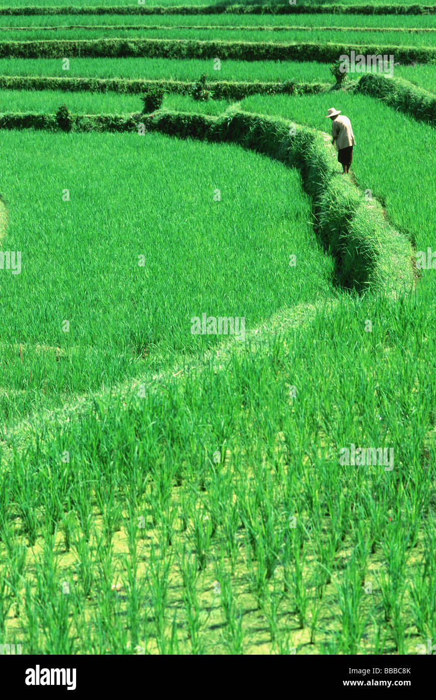 Indonesia, Bali, Man in rice paddy Stock Photo - Alamy