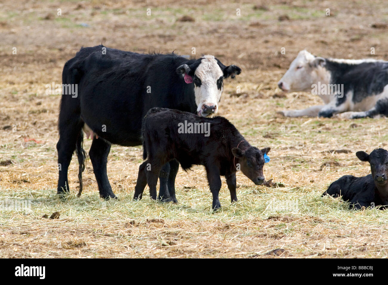 Beef cow usa hi-res stock photography and images - Alamy