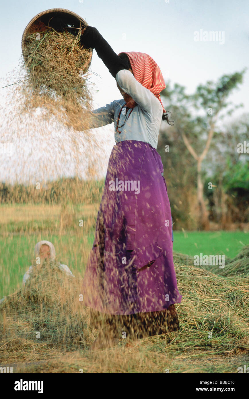 Vietnam, woman threshing rice Stock Photo - Alamy