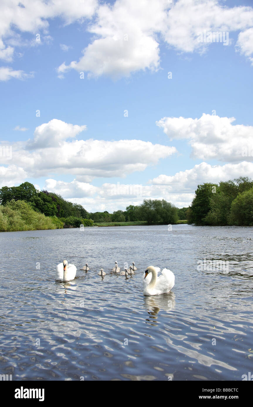 British river birds hi-res stock photography and images - Alamy