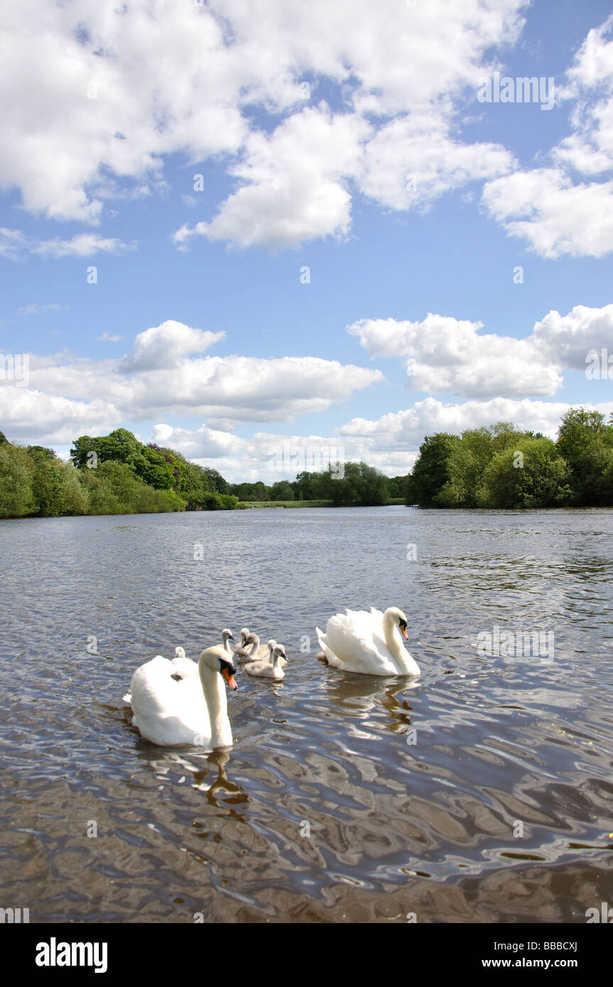 British river birds hi-res stock photography and images - Alamy