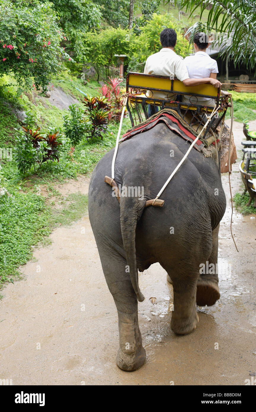 Couple riding elephant, Phuket, Thailand Stock Photo - Alamy