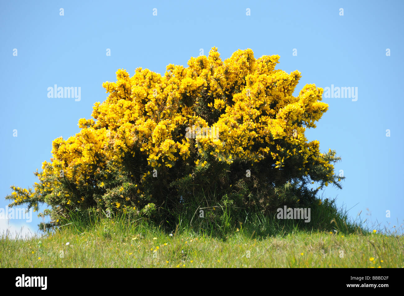 Gorse shrub hi-res stock photography and images - Alamy