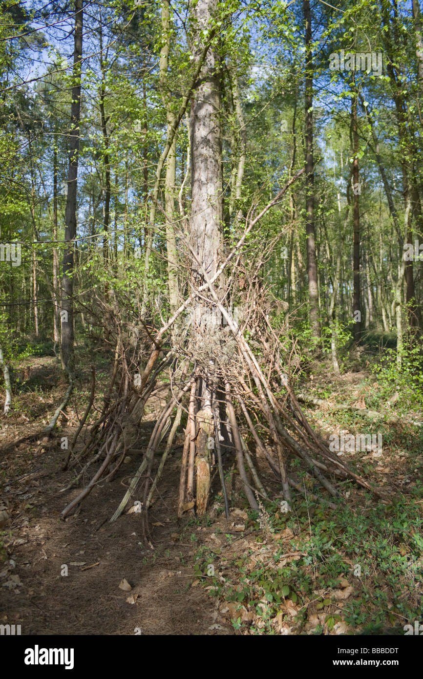 braches resting on a tree Stock Photo - Alamy