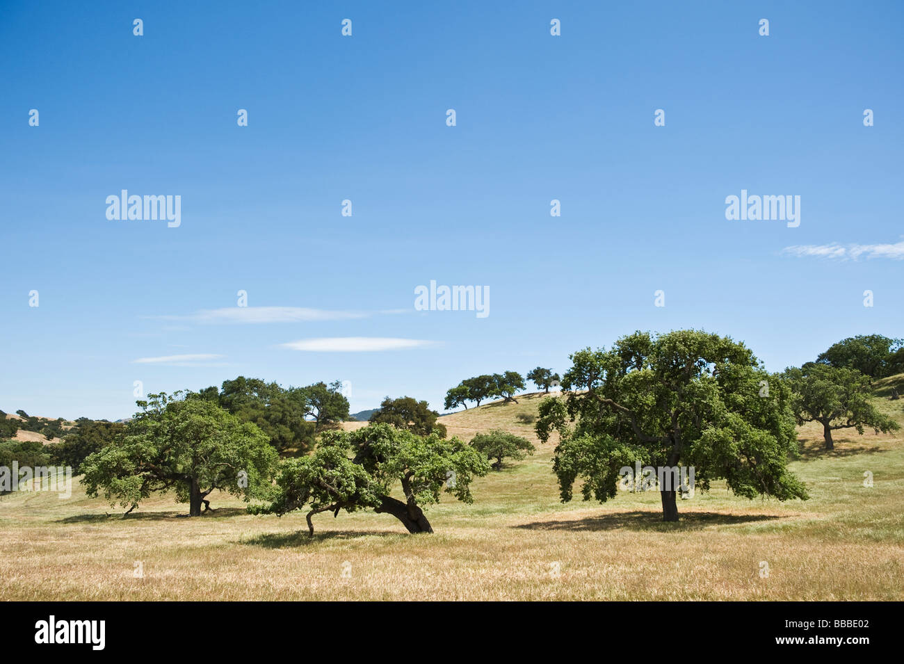 Oak and grassland of Central California ranch near Los Alamos Stock ...
