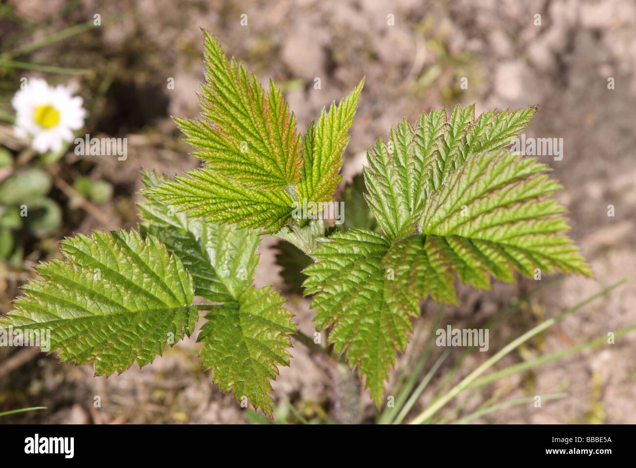 Young small raspberry plant Stock Photo - Alamy