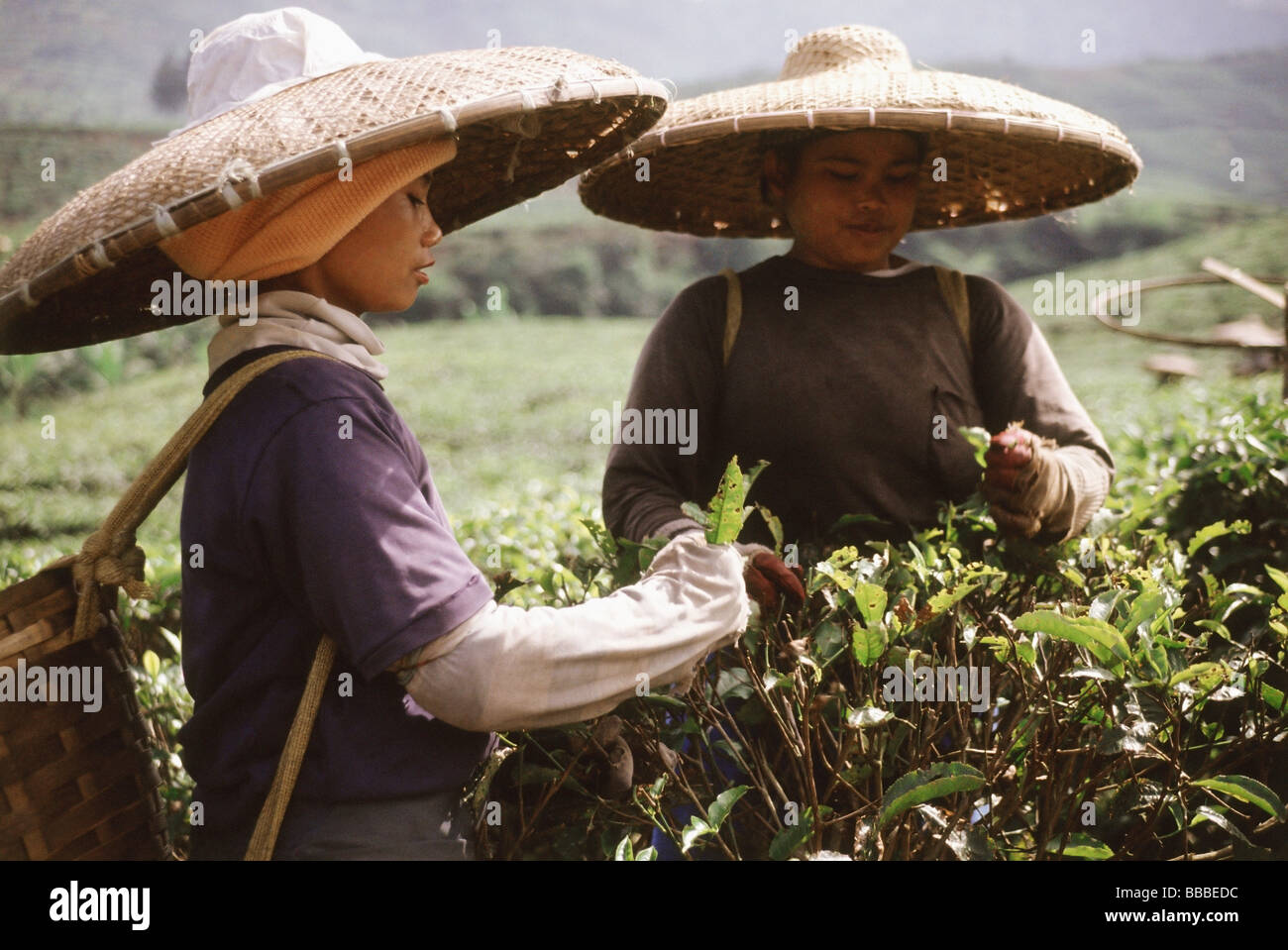 Indonesia, West Java, tea pickers Stock Photo - Alamy