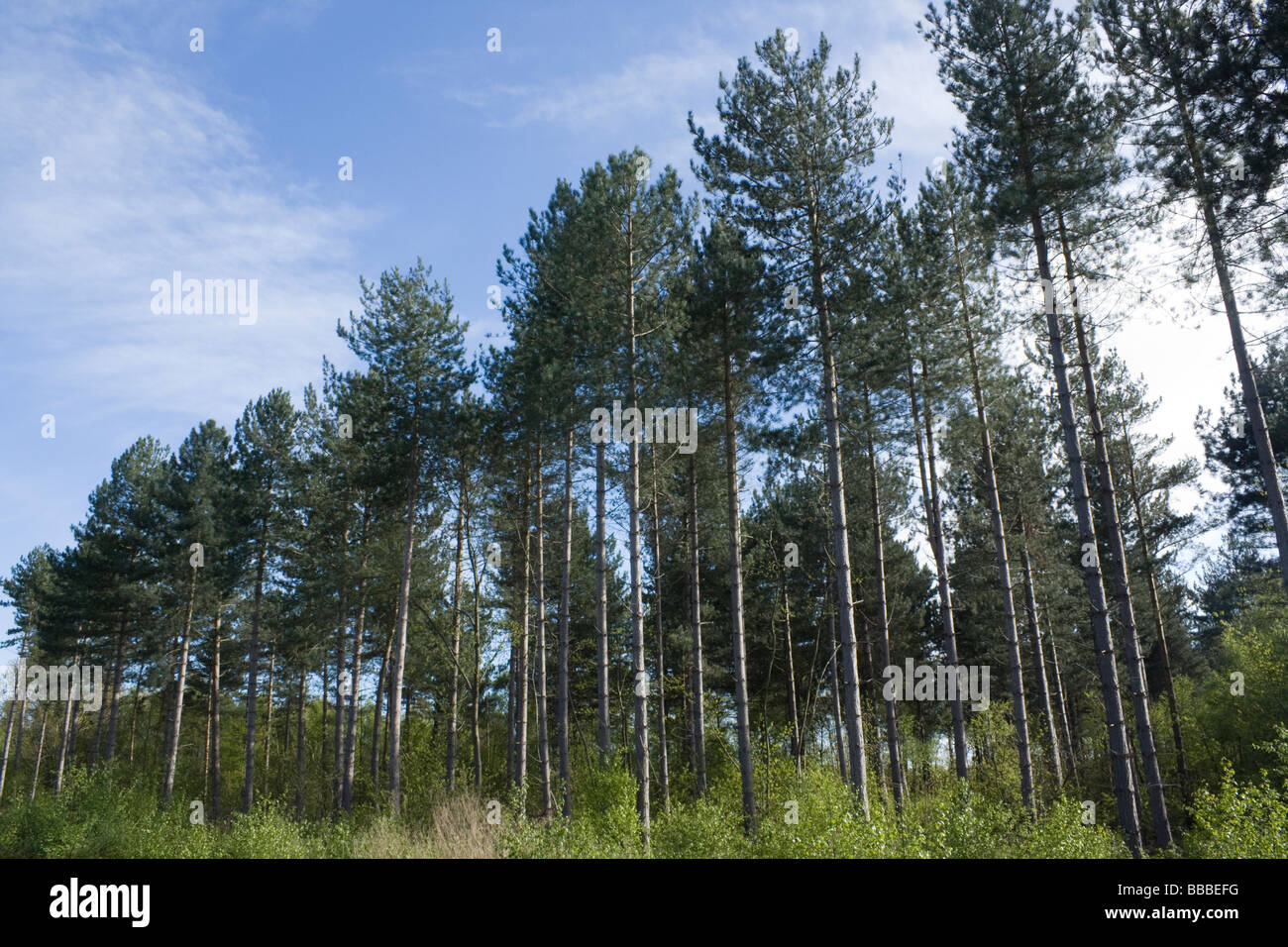 Trees tall hi-res stock photography and images - Alamy